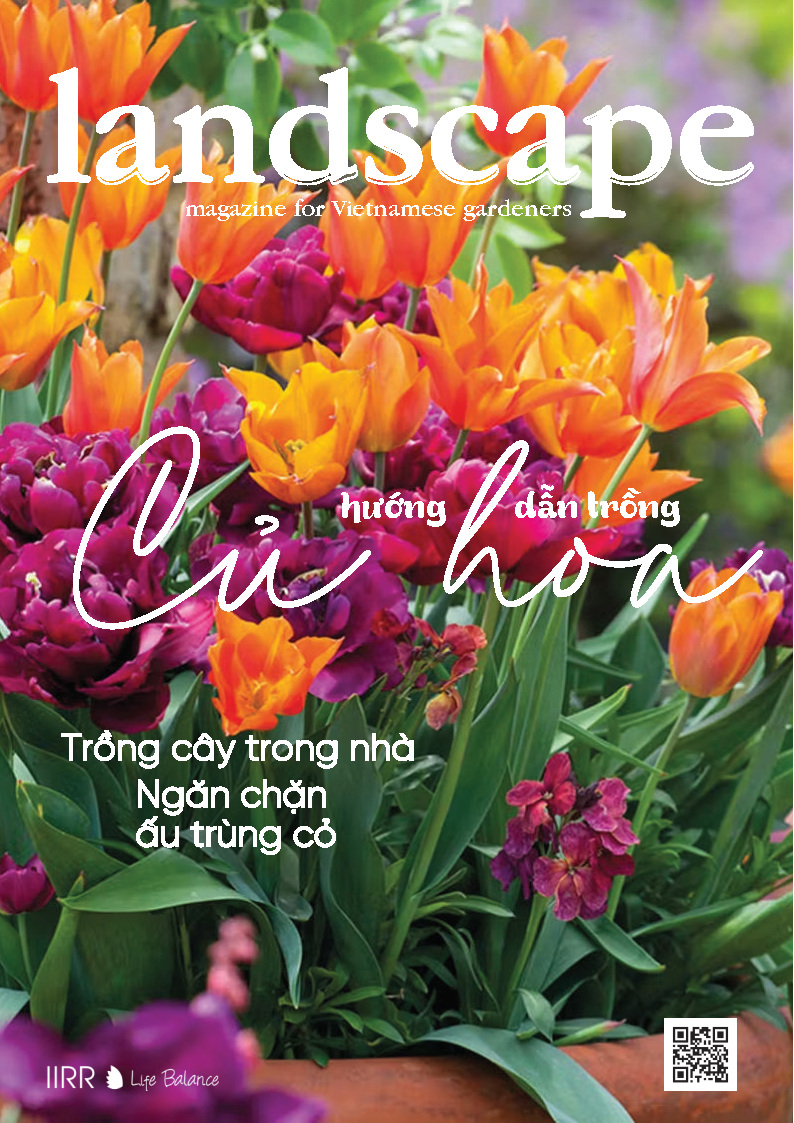 LANDSCAPE MAGAZINE | No10 - Hướng dẫn trồng củ hoa - Life Balance